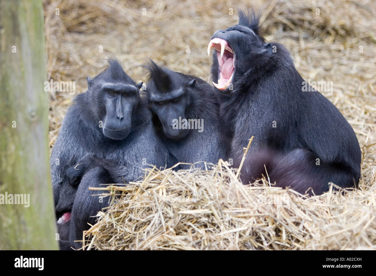 Macaques and teeth hi-res stock photography and images - Alamy