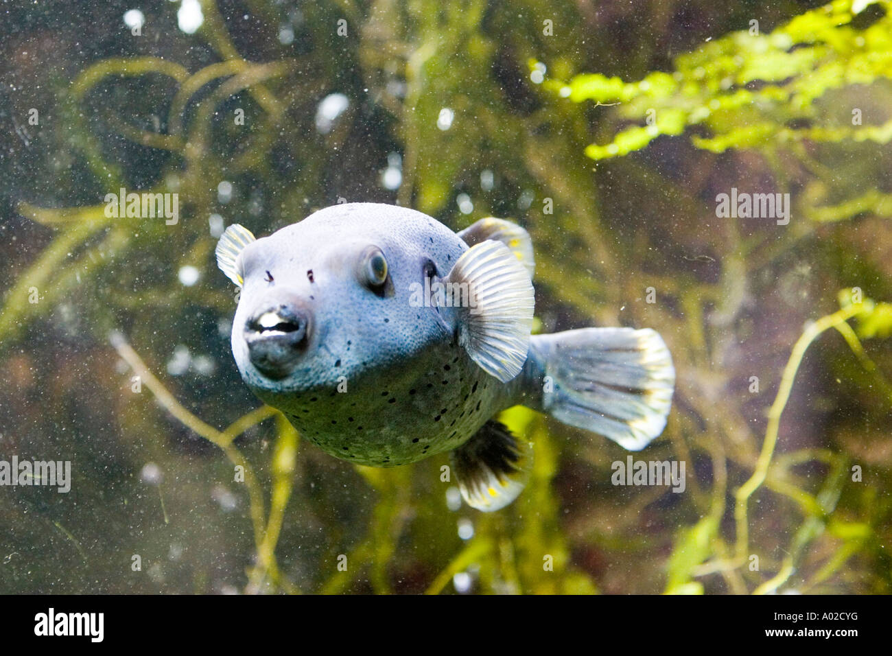 Puffer fish in an aquarium Stock Photo - Alamy