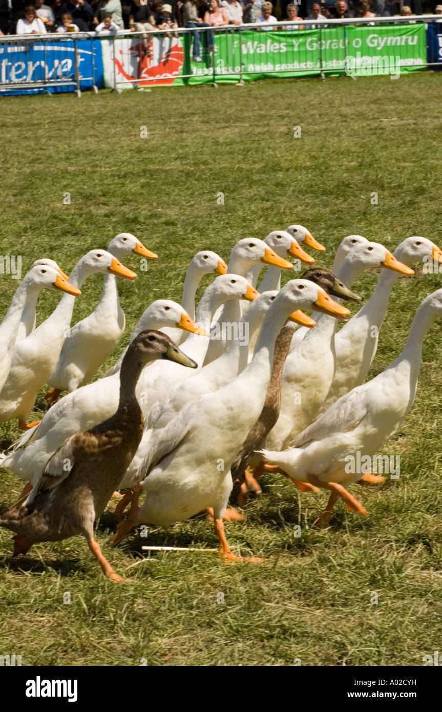 the royal welsh agricultural show builth wells powys mid central wales ...