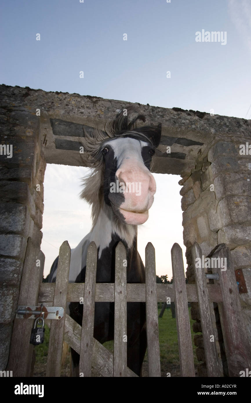 Horses at gate hi-res stock photography and images - Alamy