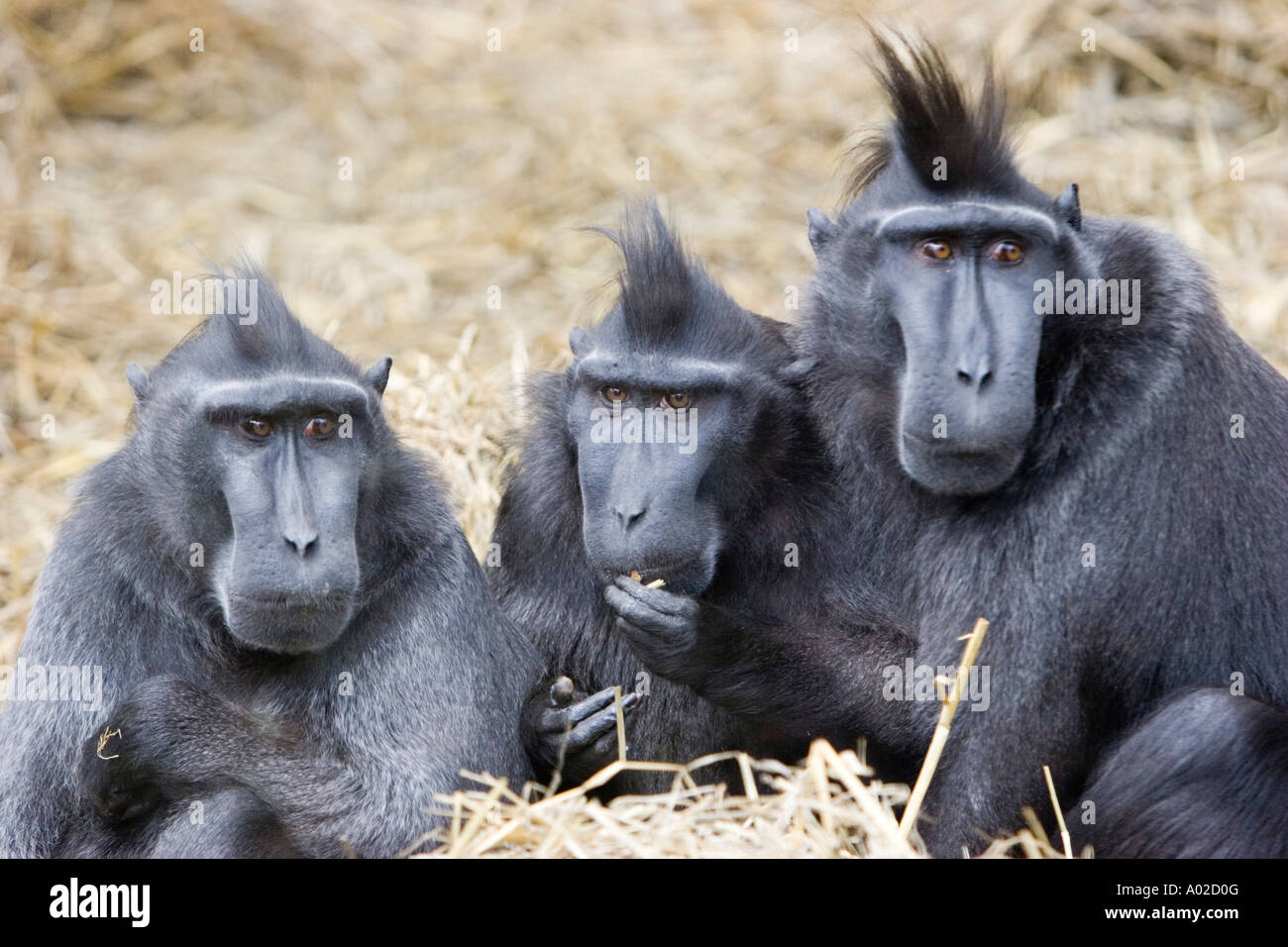 Macaques group sulawesi hi-res stock photography and images - Alamy