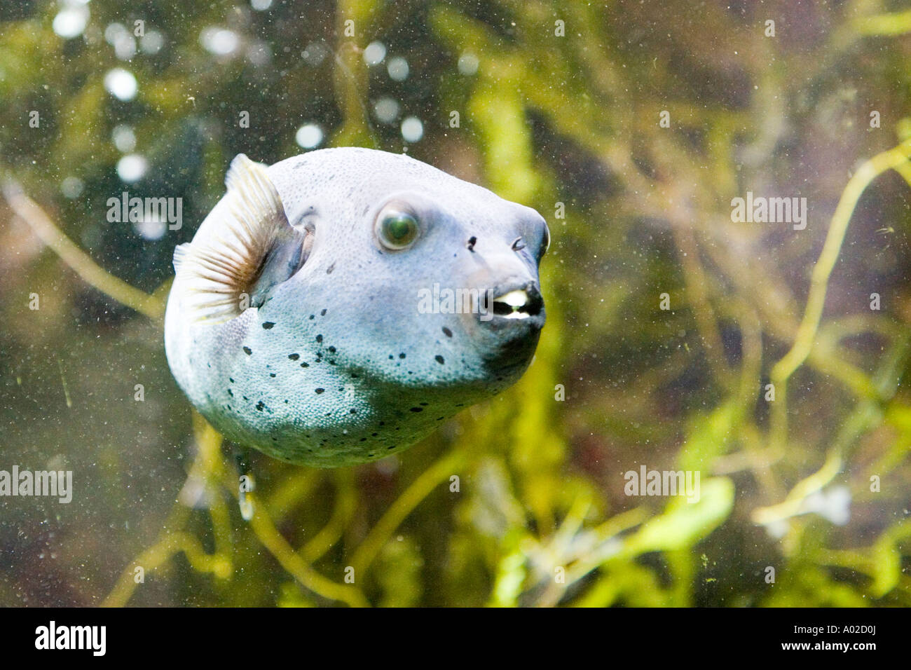 Puffer fish in an aquarium Stock Photo - Alamy