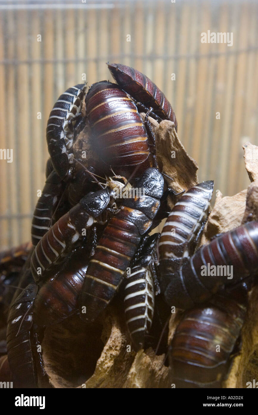 Giant cockroach like insects Stock Photo - Alamy
