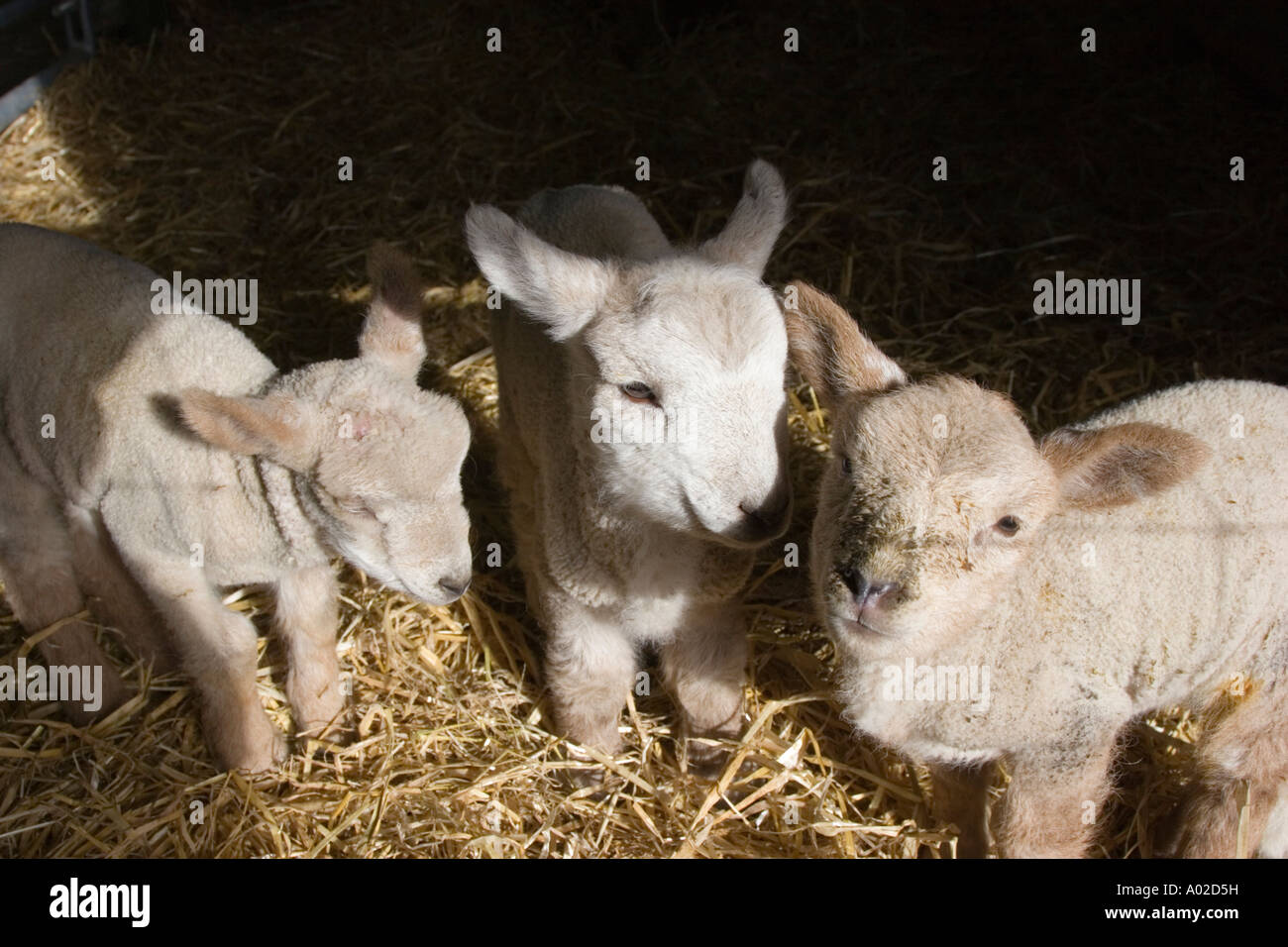 Lamb In Straw Bed High Resolution Stock Photography and Images - Alamy