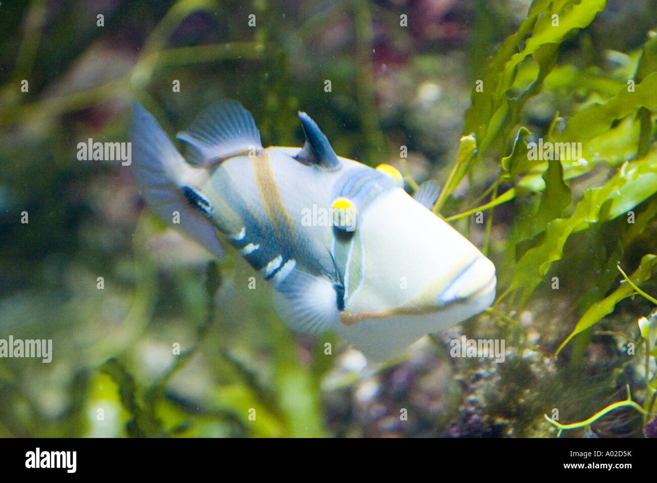 Digital picasso hi-res stock photography and images - Alamy