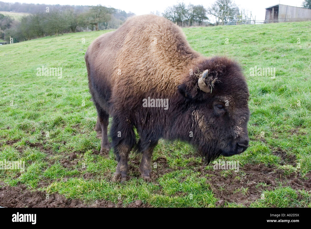 Bison in a field Stock Photo - Alamy