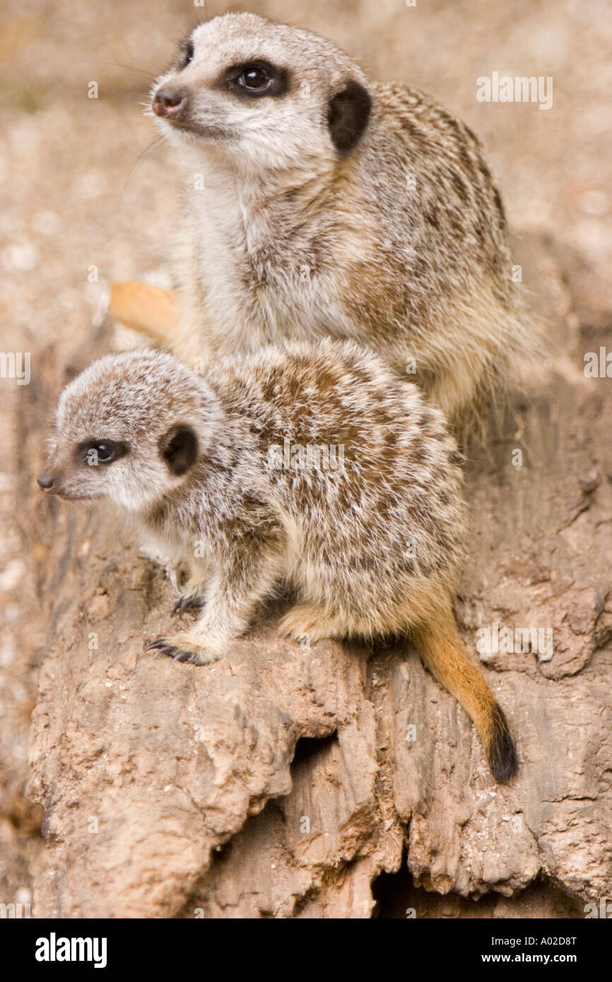 Baby meerkat with mother Stock Photo - Alamy