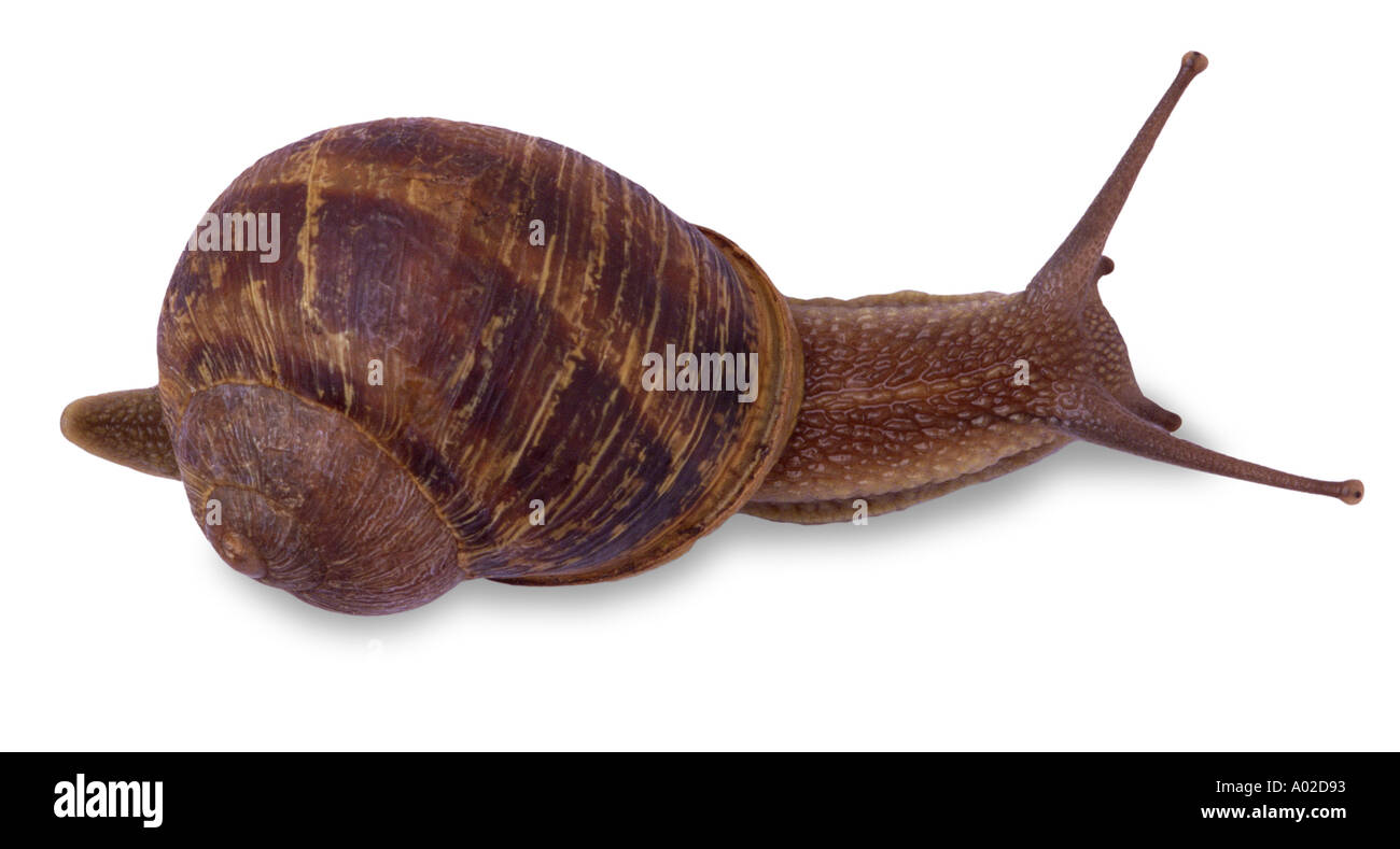 Of snail hi-res stock photography and images - Alamy
