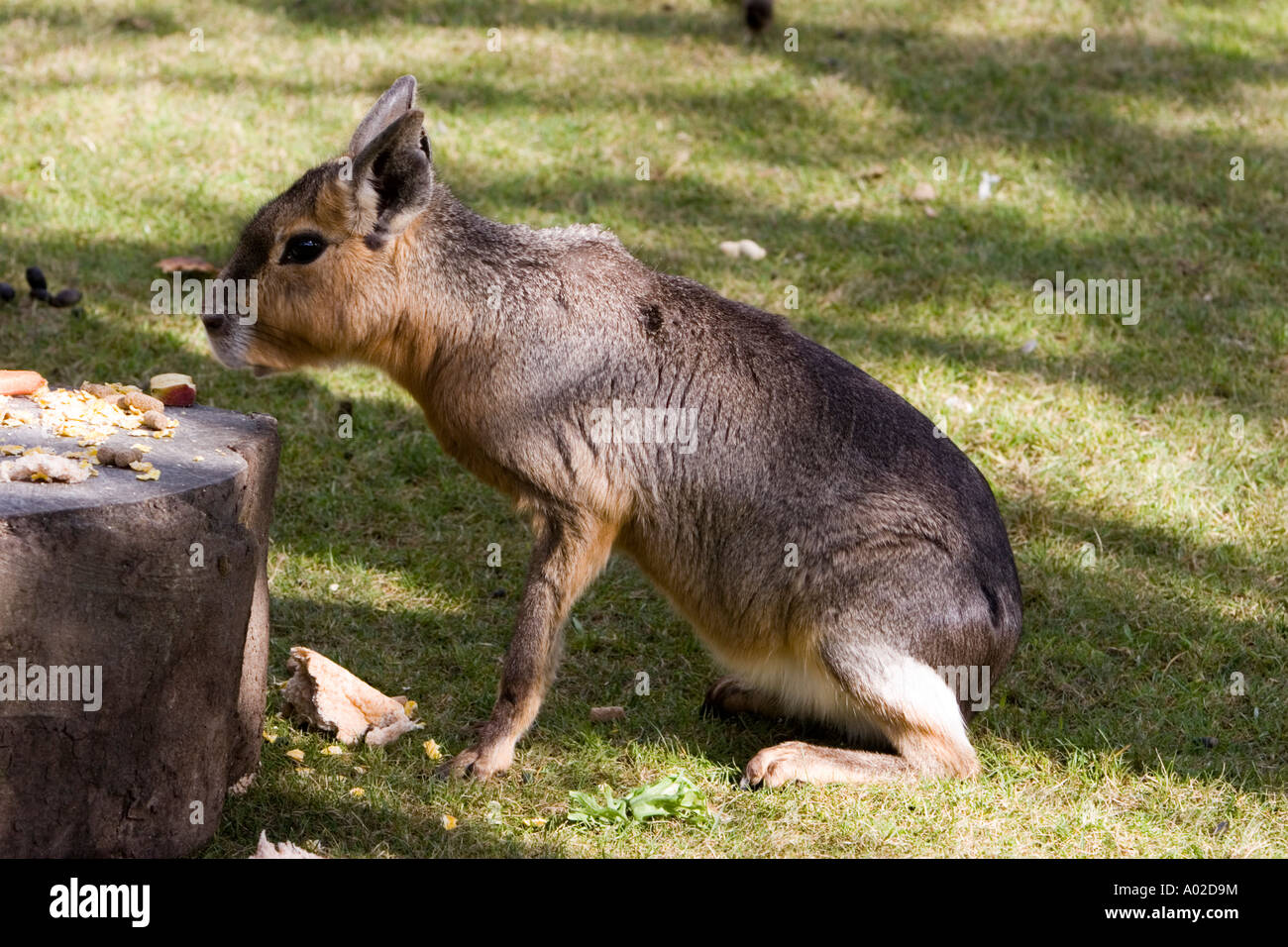 Mara animals in the zoo Stock Photo - Alamy