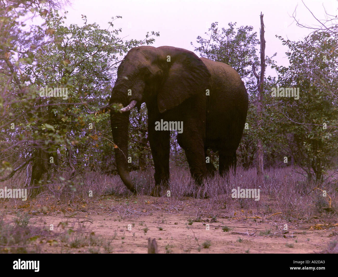Elephants in the bush Stock Photo - Alamy
