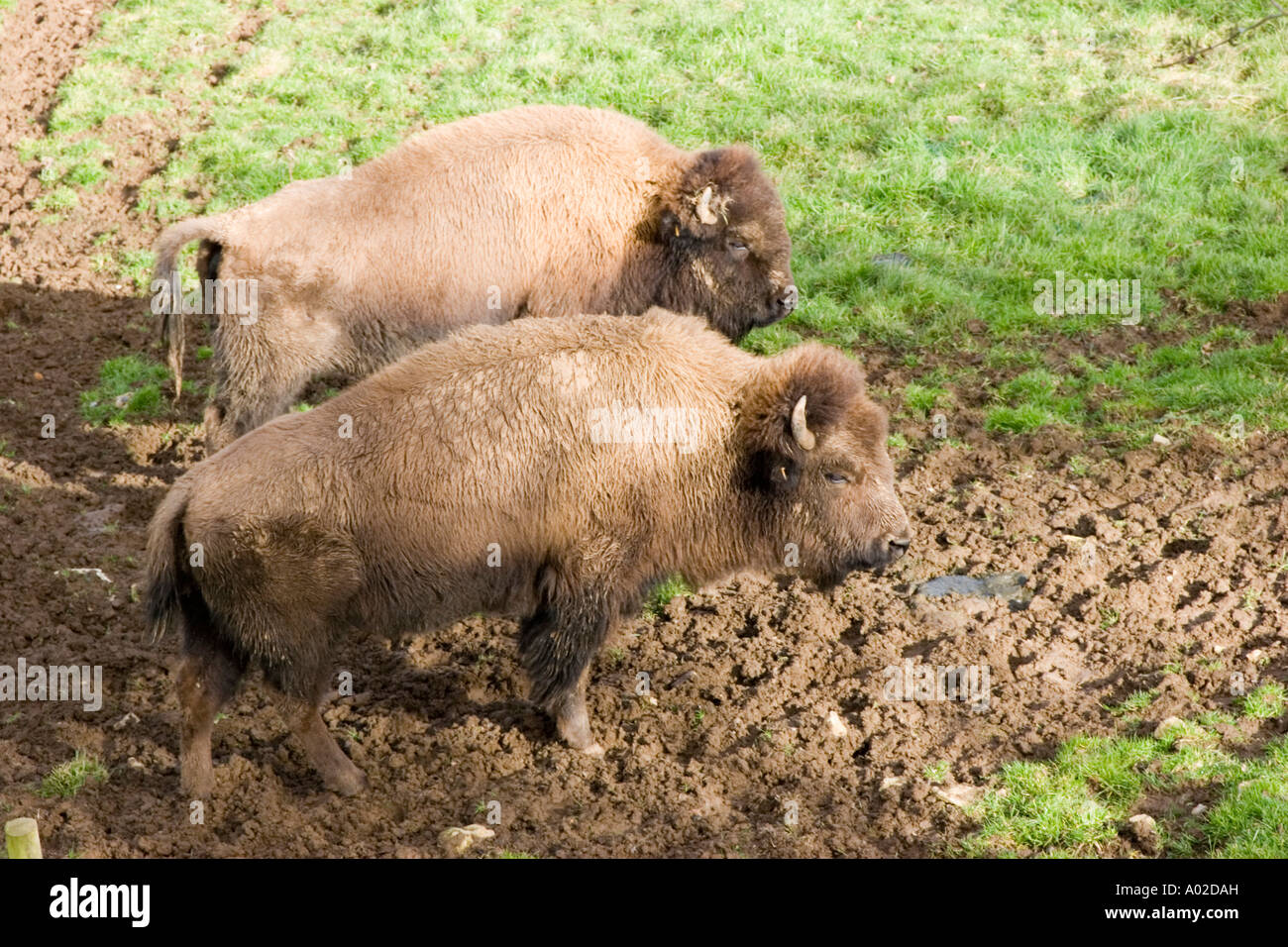 Pair of Bison in a field Stock Photo - Alamy