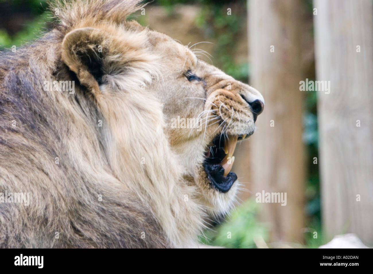 Asiatic lion snarling Stock Photo - Alamy