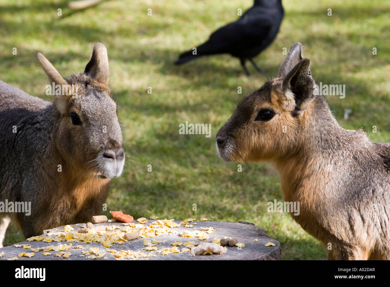 Mara animals in the zoo Stock Photo - Alamy