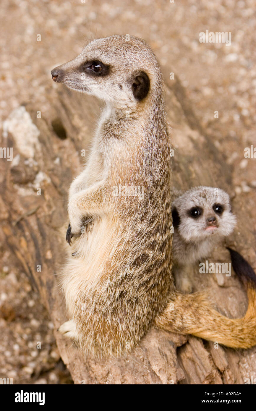 Baby meerkat with mother Stock Photo - Alamy