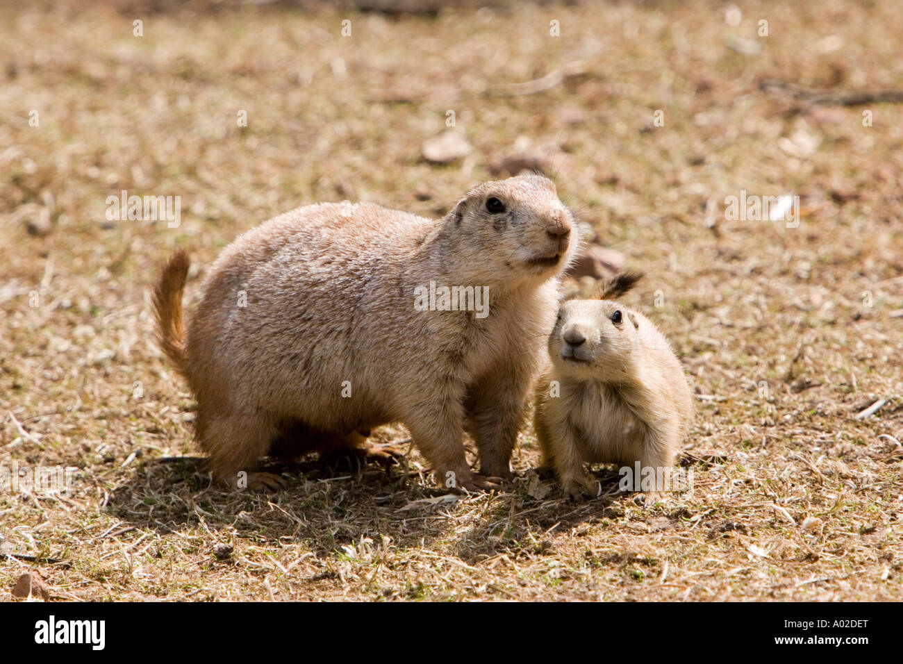 Babies and dogs hi-res stock photography and images - Alamy