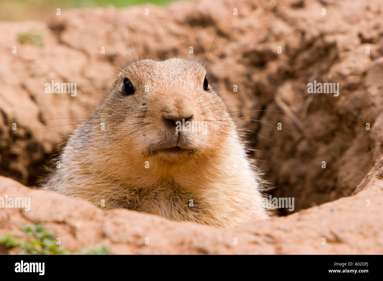 Captive prairie dogs hi-res stock photography and images - Alamy