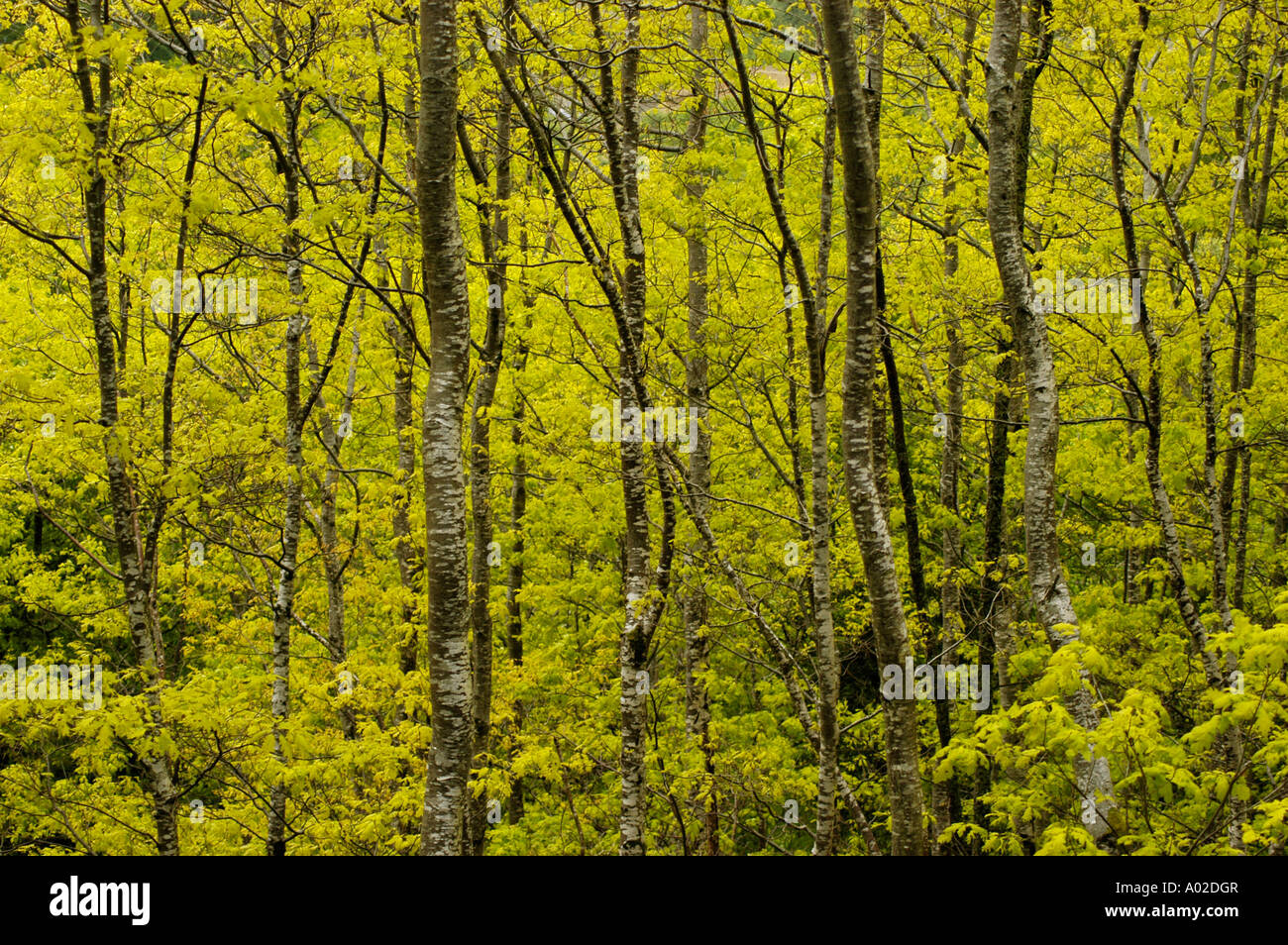 Spring beech tree hi-res stock photography and images - Alamy