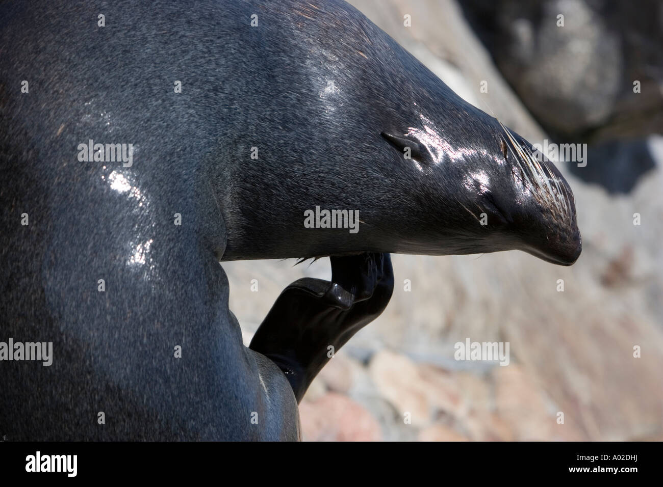 Seal scratching an itch Stock Photo - Alamy