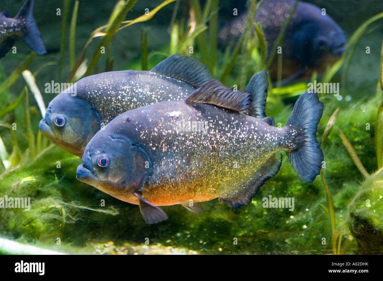 Piranhas in an aquarium Stock Photo - Alamy
