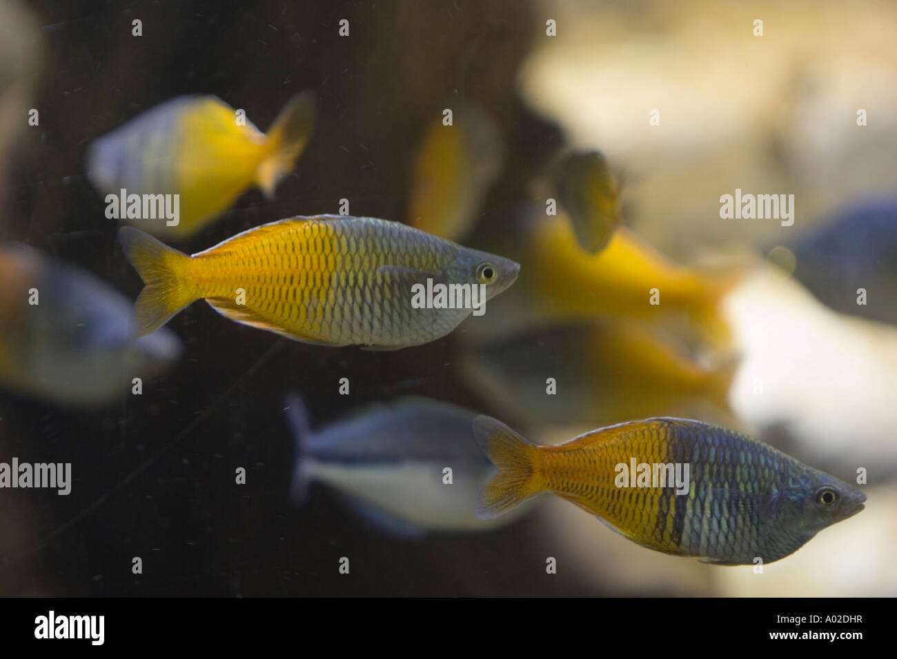 Rainbow fish in an aquarium Stock Photo - Alamy