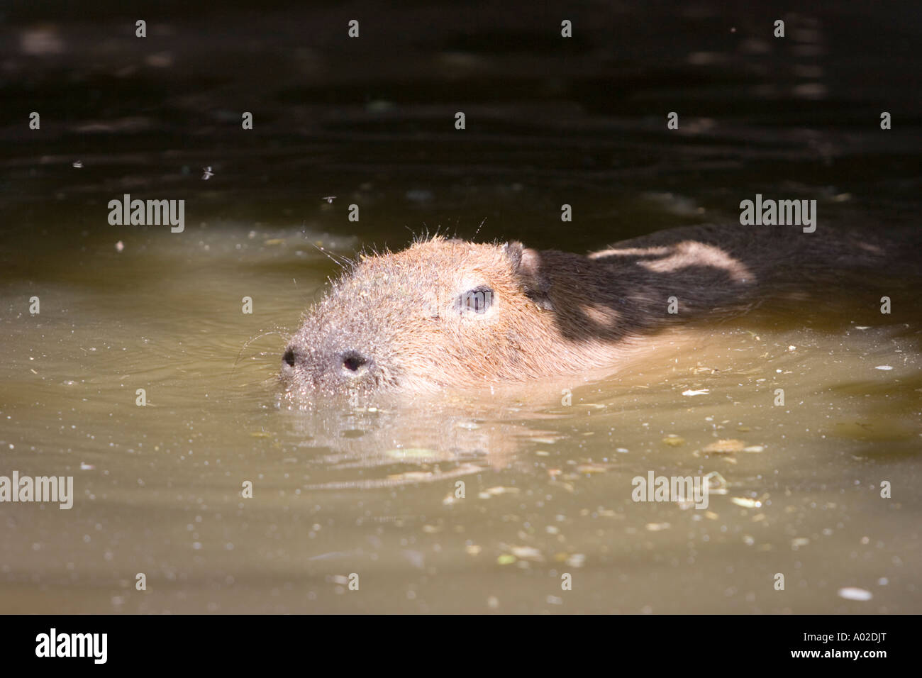Captive capybara swimming Stock Photo - Alamy