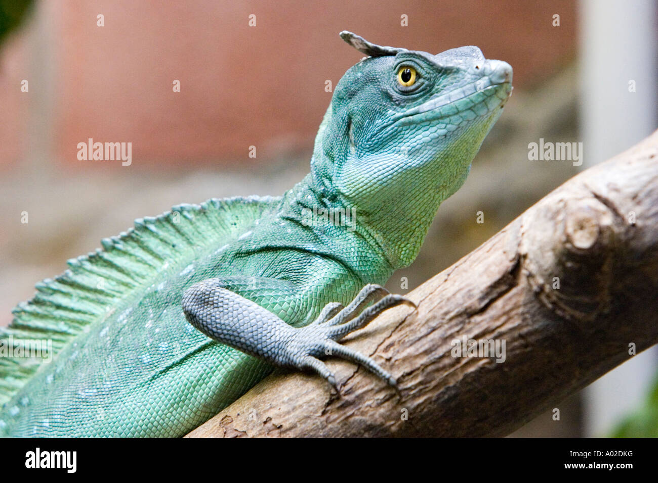 Basilisk Dragon Lizard
