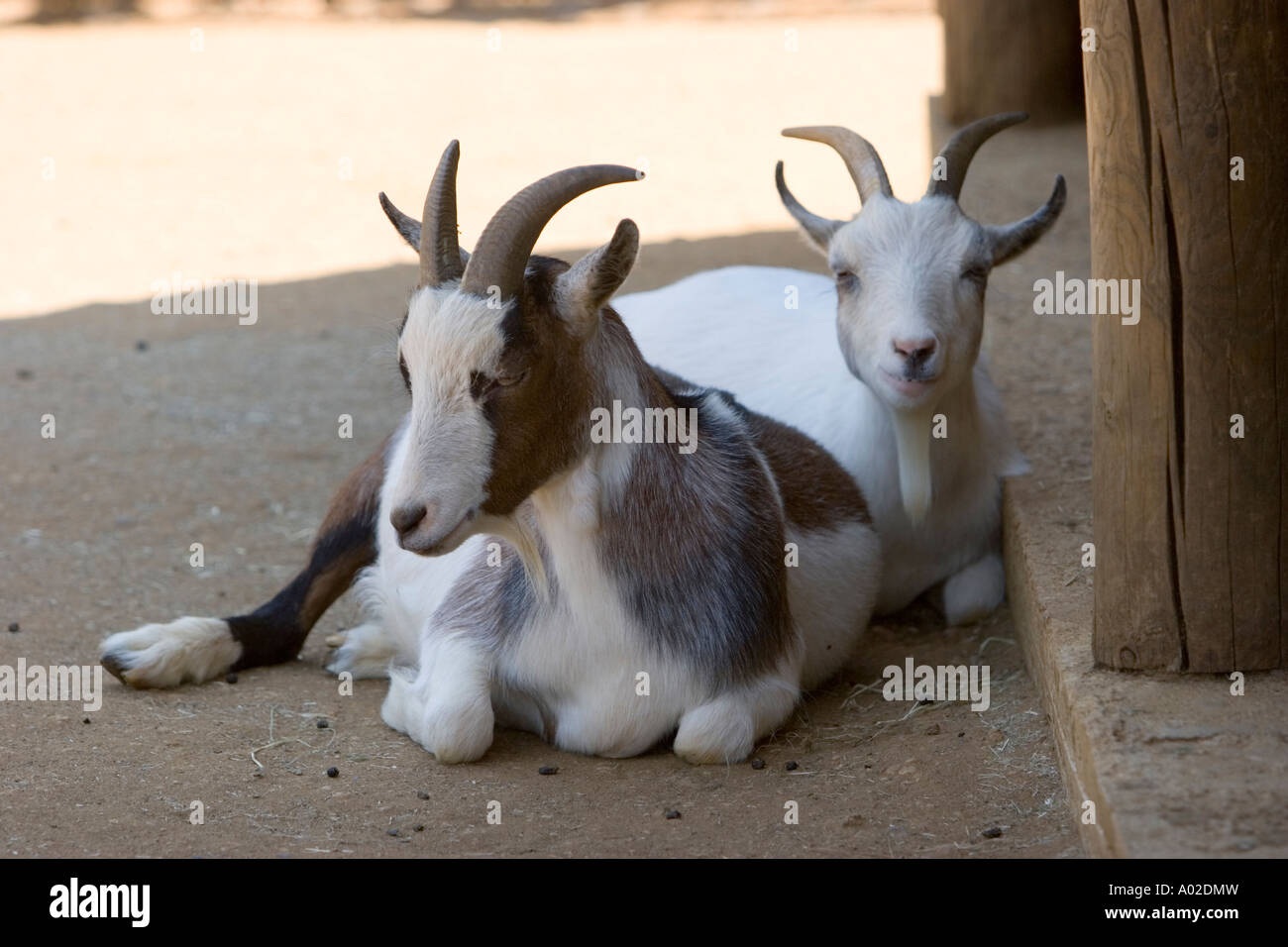 Pair of goats hi-res stock photography and images - Alamy