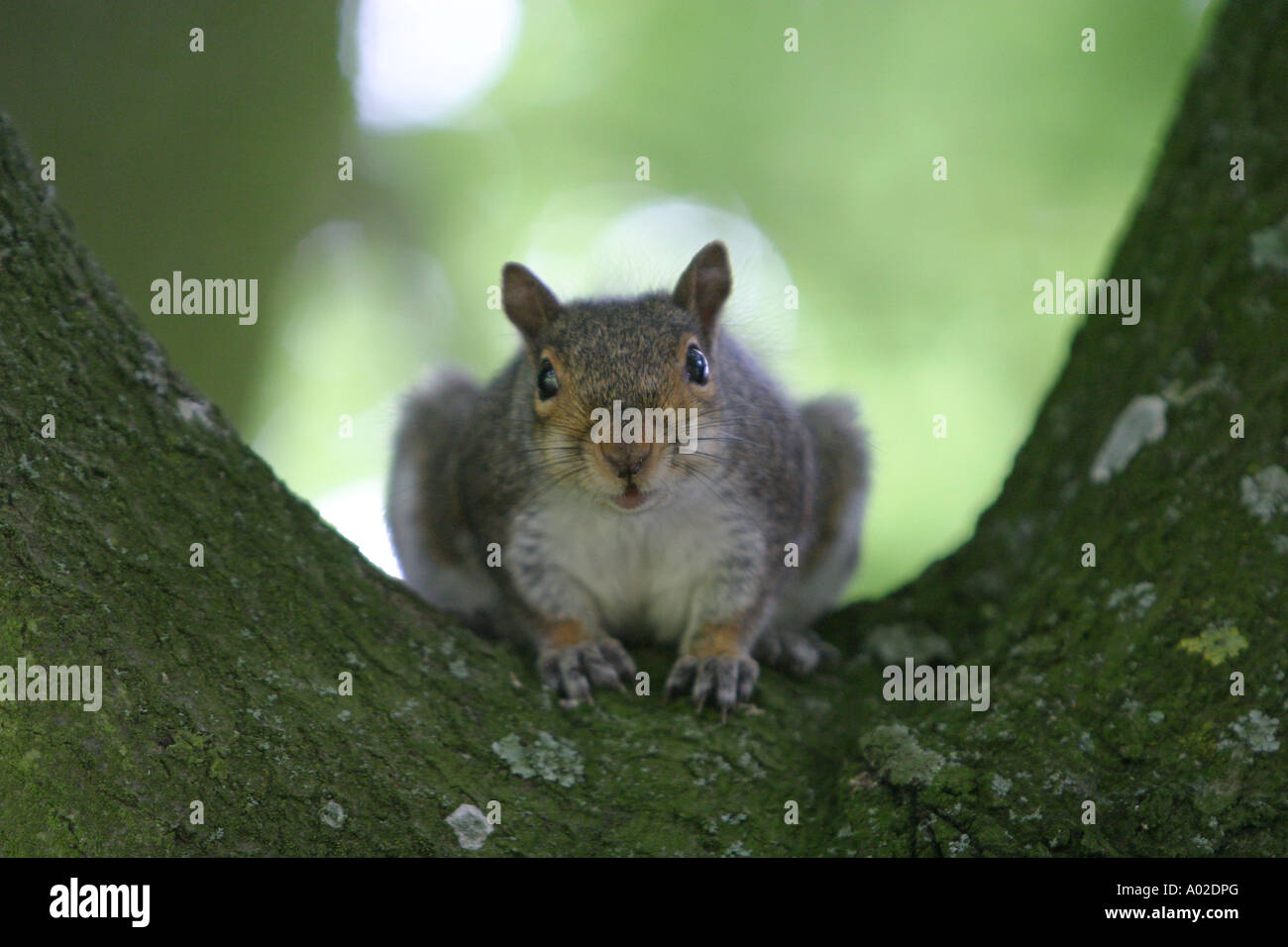 Grey squirrel up a tree Stock Photo - Alamy
