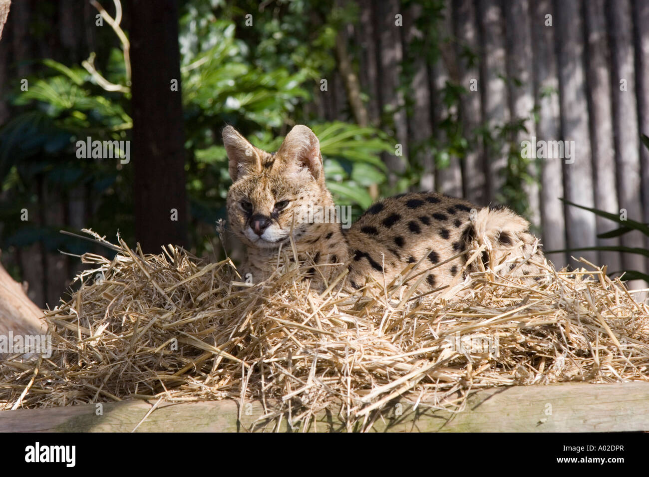 Captive serval cat hi-res stock photography and images - Alamy