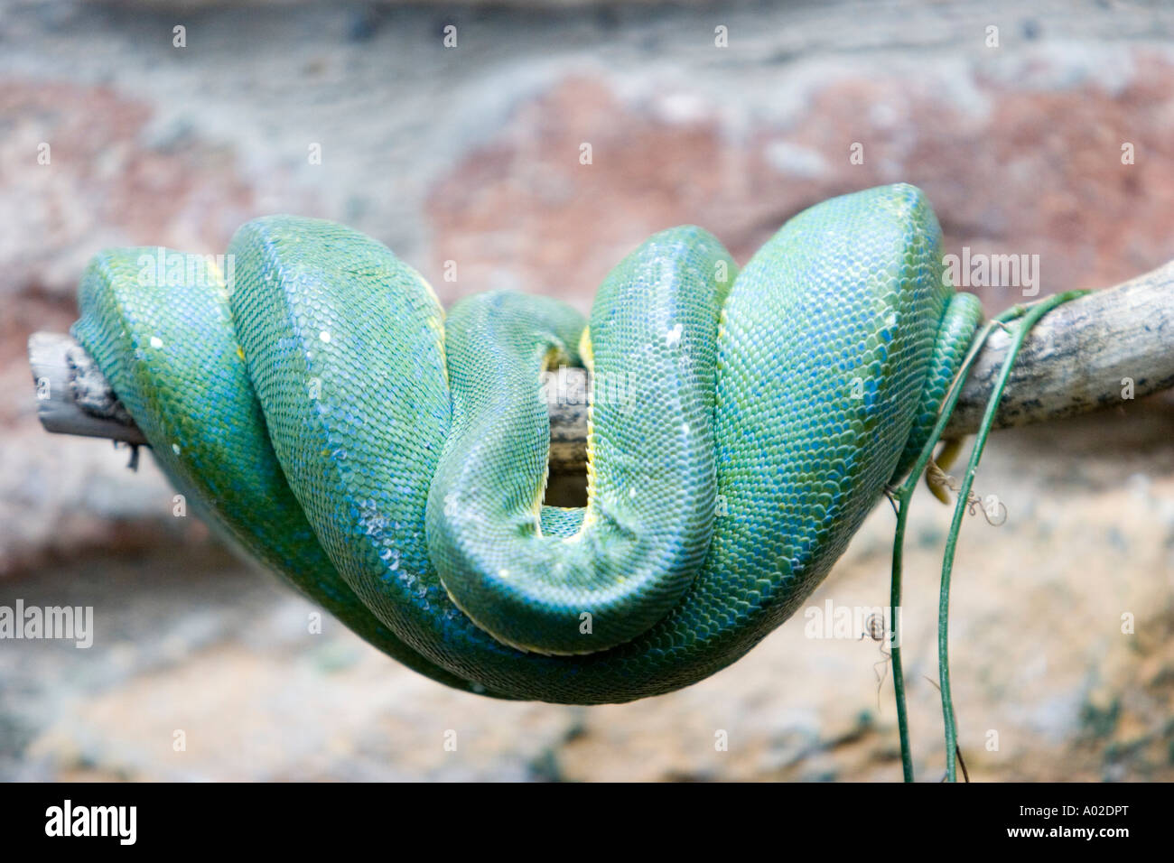 Madagascan tree boa Stock Photo - Alamy