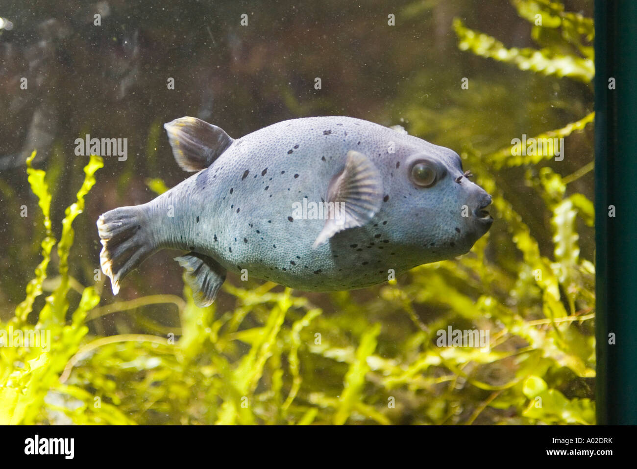 Boxfish in an aquarium Stock Photo - Alamy
