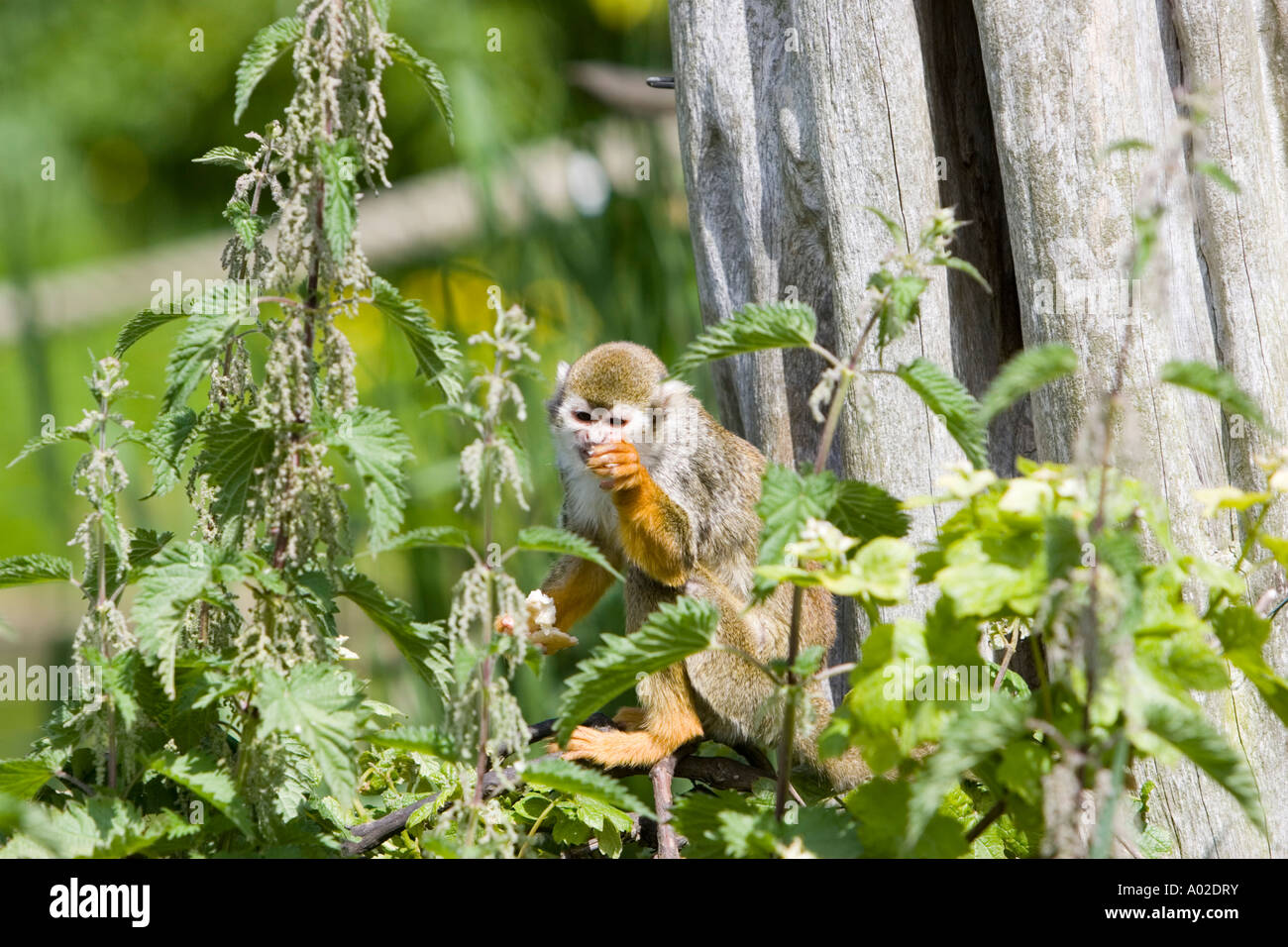 Squirrel in undergrowth hi-res stock photography and images - Alamy