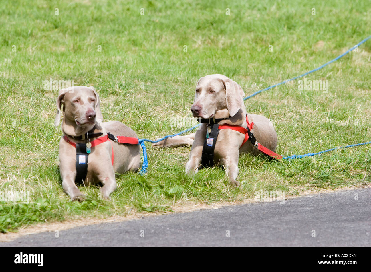 Two pet dogs Stock Photo - Alamy