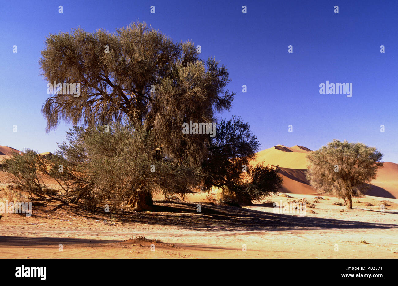 Namibia trees in the Namib desert Sesriem Sossusvlei sand dunes ...