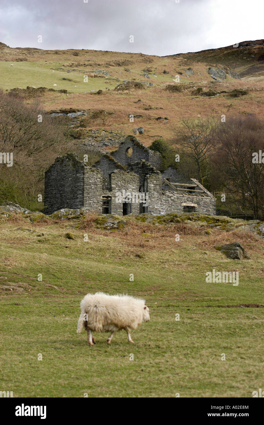 sheep grazing near the Ruins of a former lead mine in the hills above ...