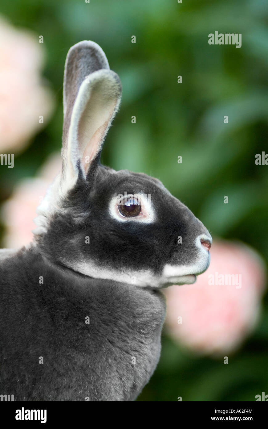 Grey rex rabbit hi-res stock photography and images - Alamy