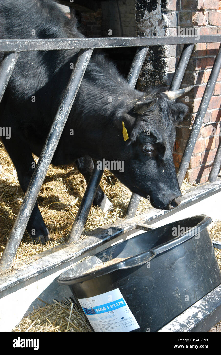 Cattle feeding from a bucket on a farm in the UK Stock Photo - Alamy