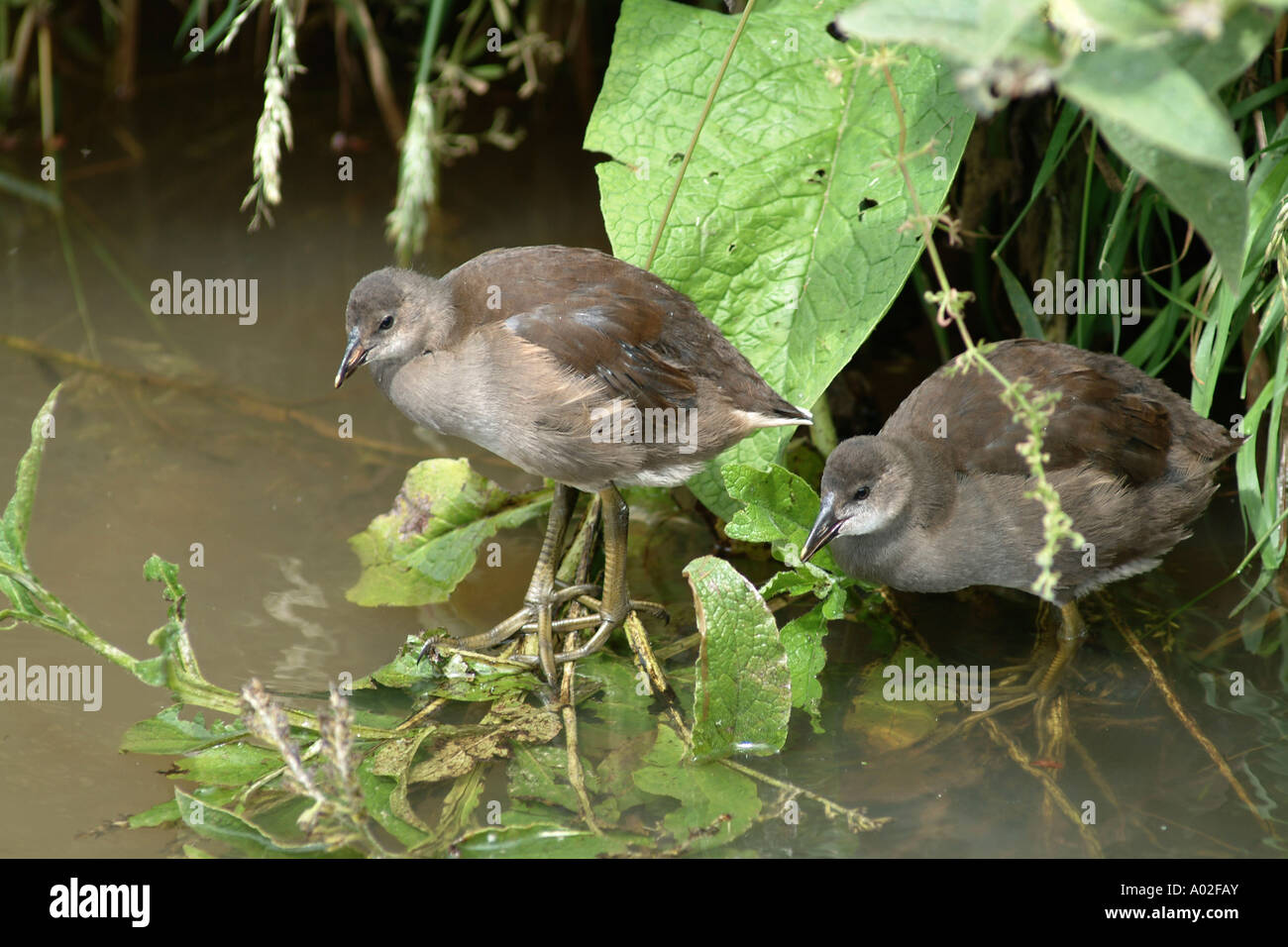 Moorhen chicks at the edge of a river in the uk Stock Photo - Alamy