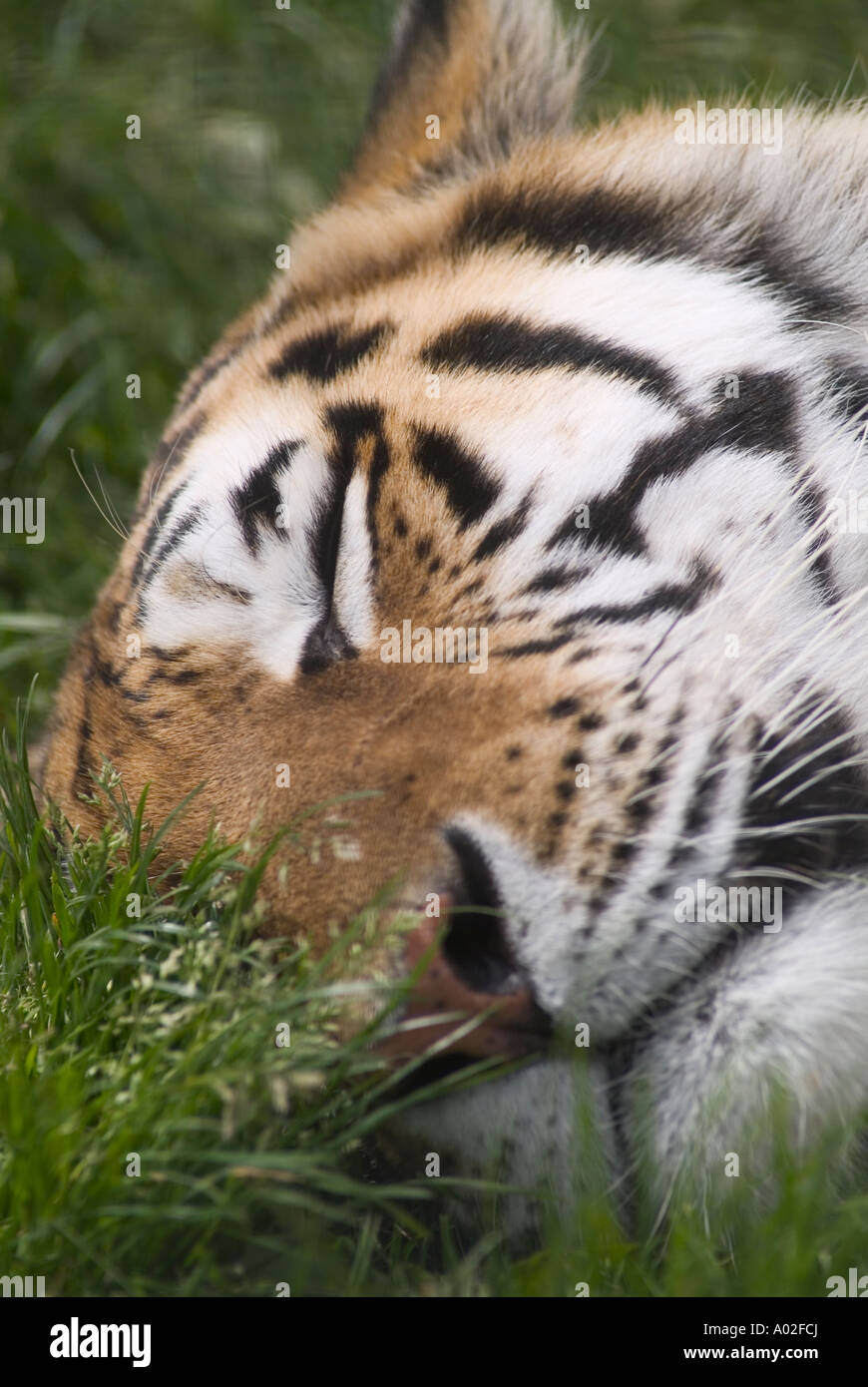 Tiger tigers sleep sleeping hi-res stock photography and images - Alamy