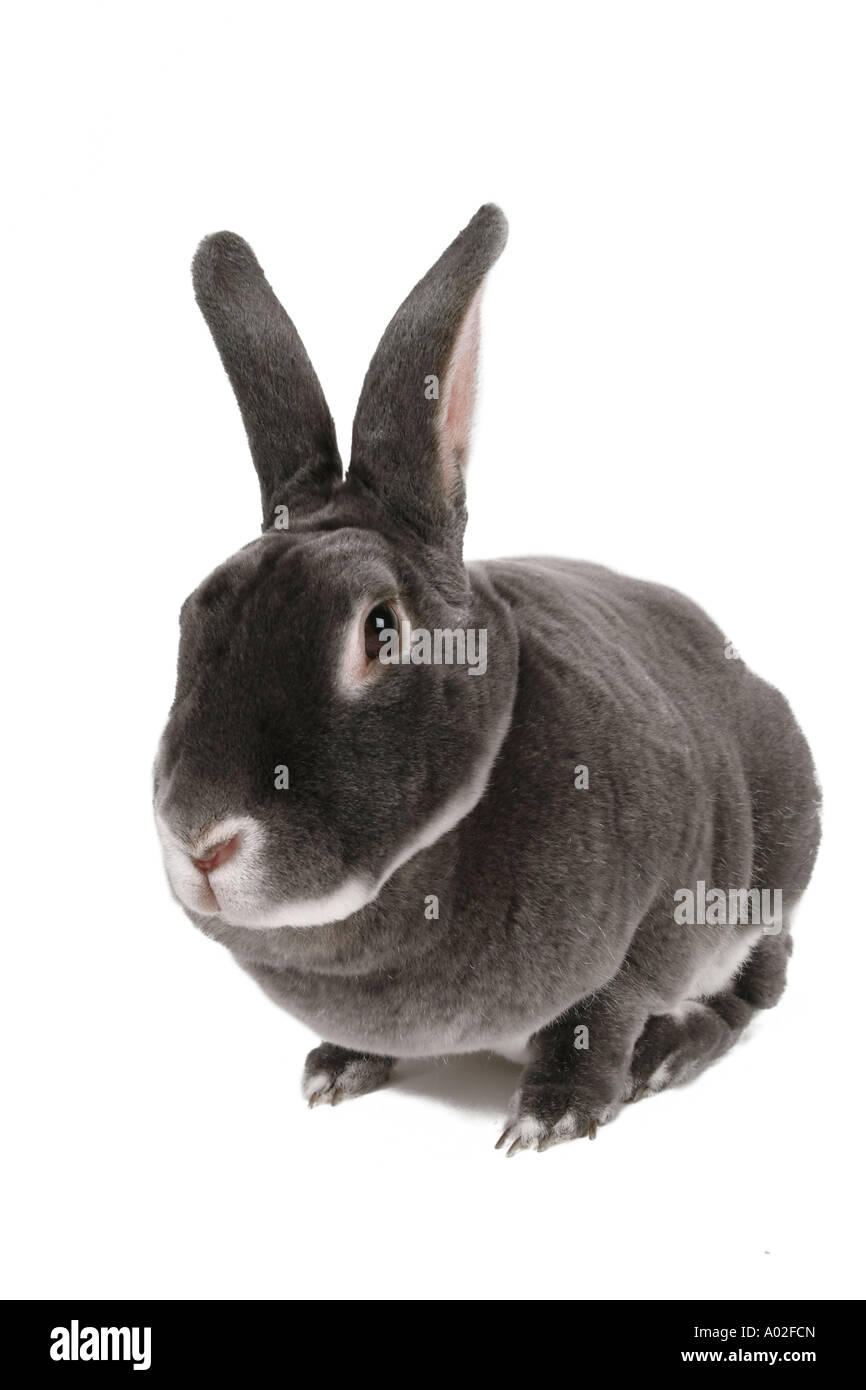 Grey Rex rabbit Stock Photo - Alamy