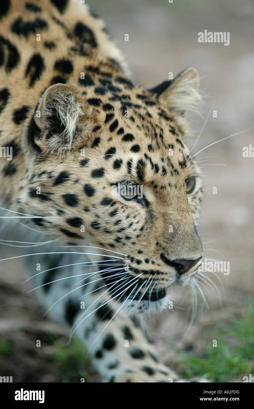 Amur Leopard Panthera pardus orientalis Stock Photo - Alamy