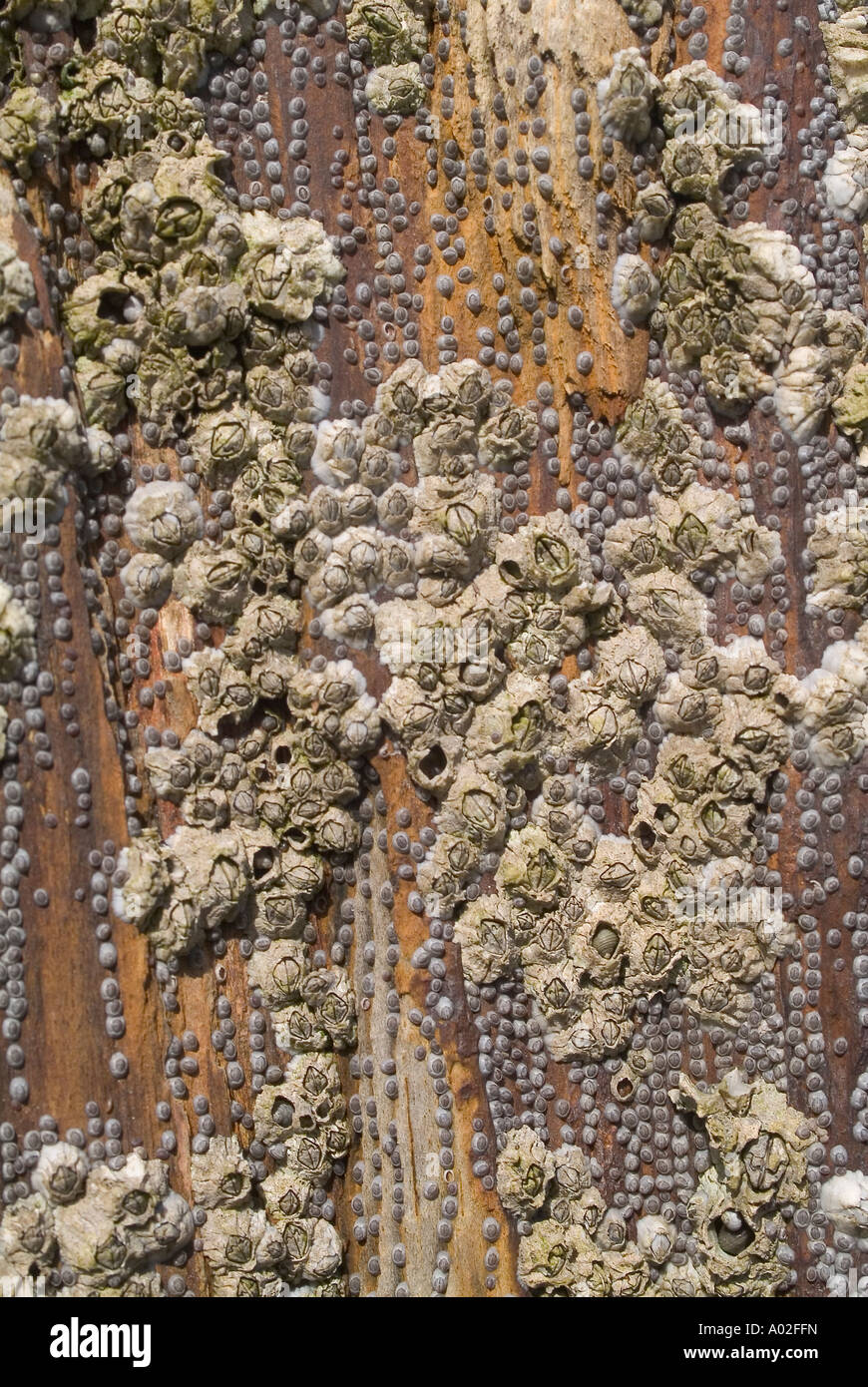 Creatures of the wood hi-res stock photography and images - Alamy