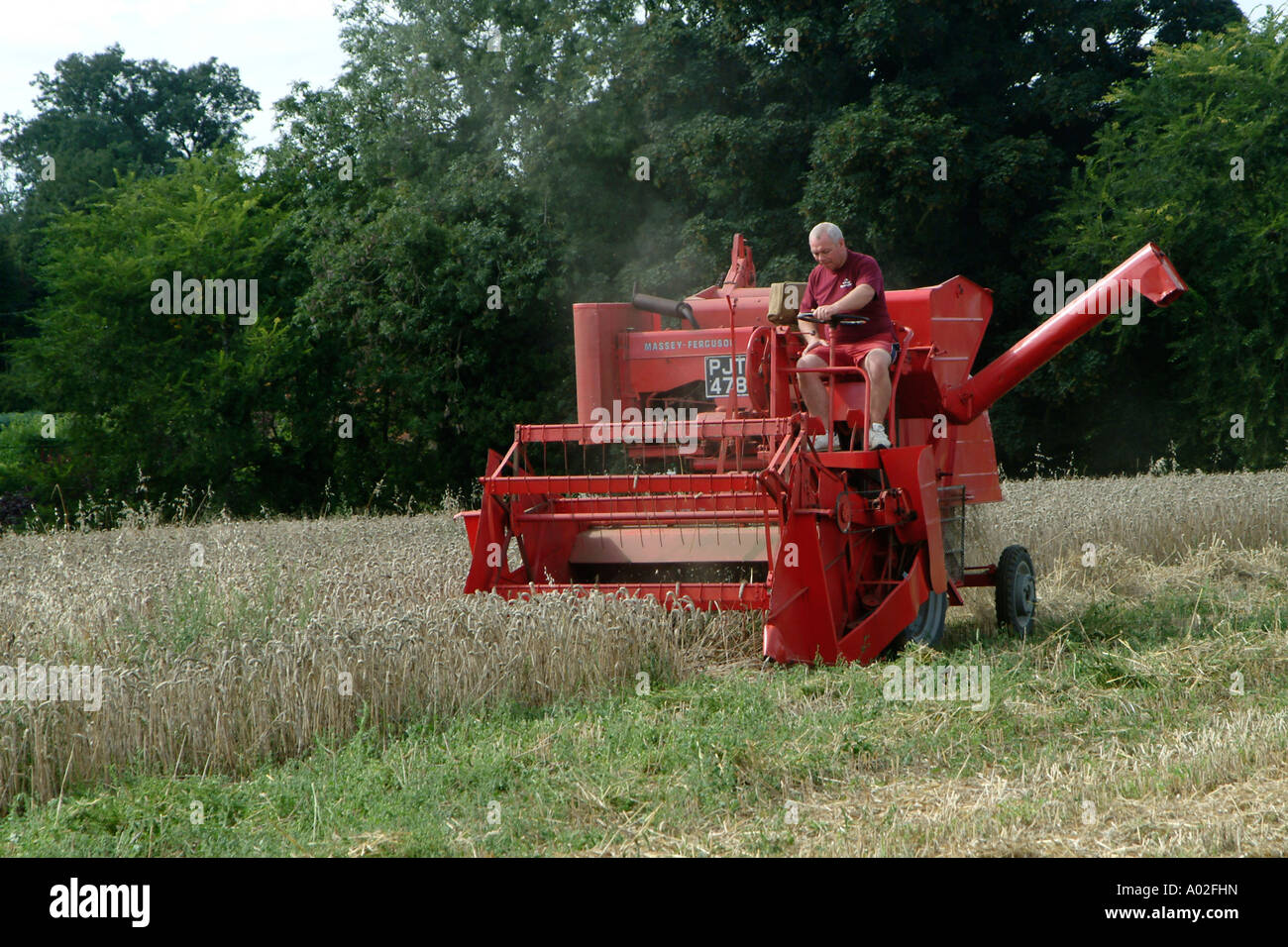Historic red Massey Ferguson combine harvester working on a farm in the ...