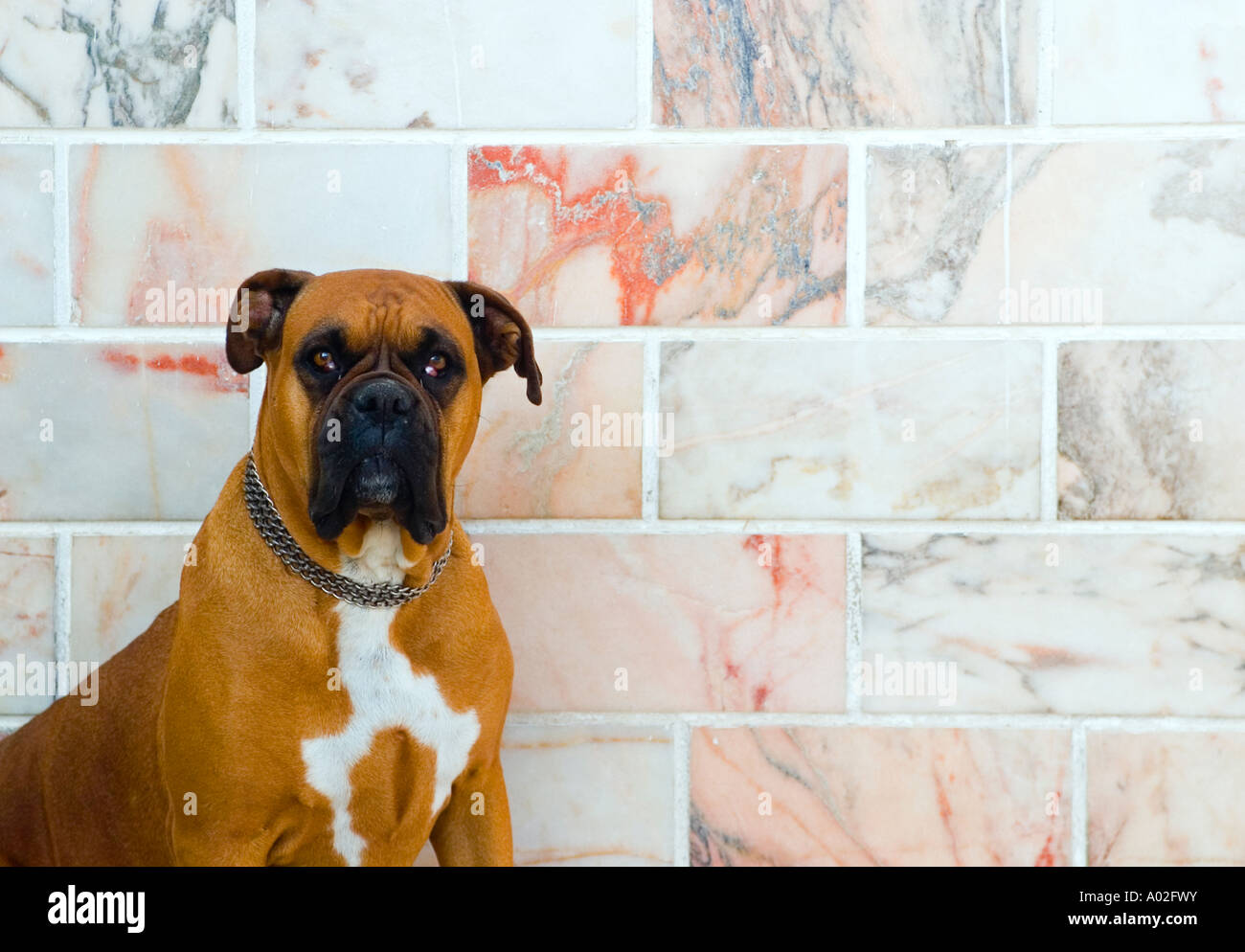 Portrait of angry looking dog staring aggressively with wall behind ...
