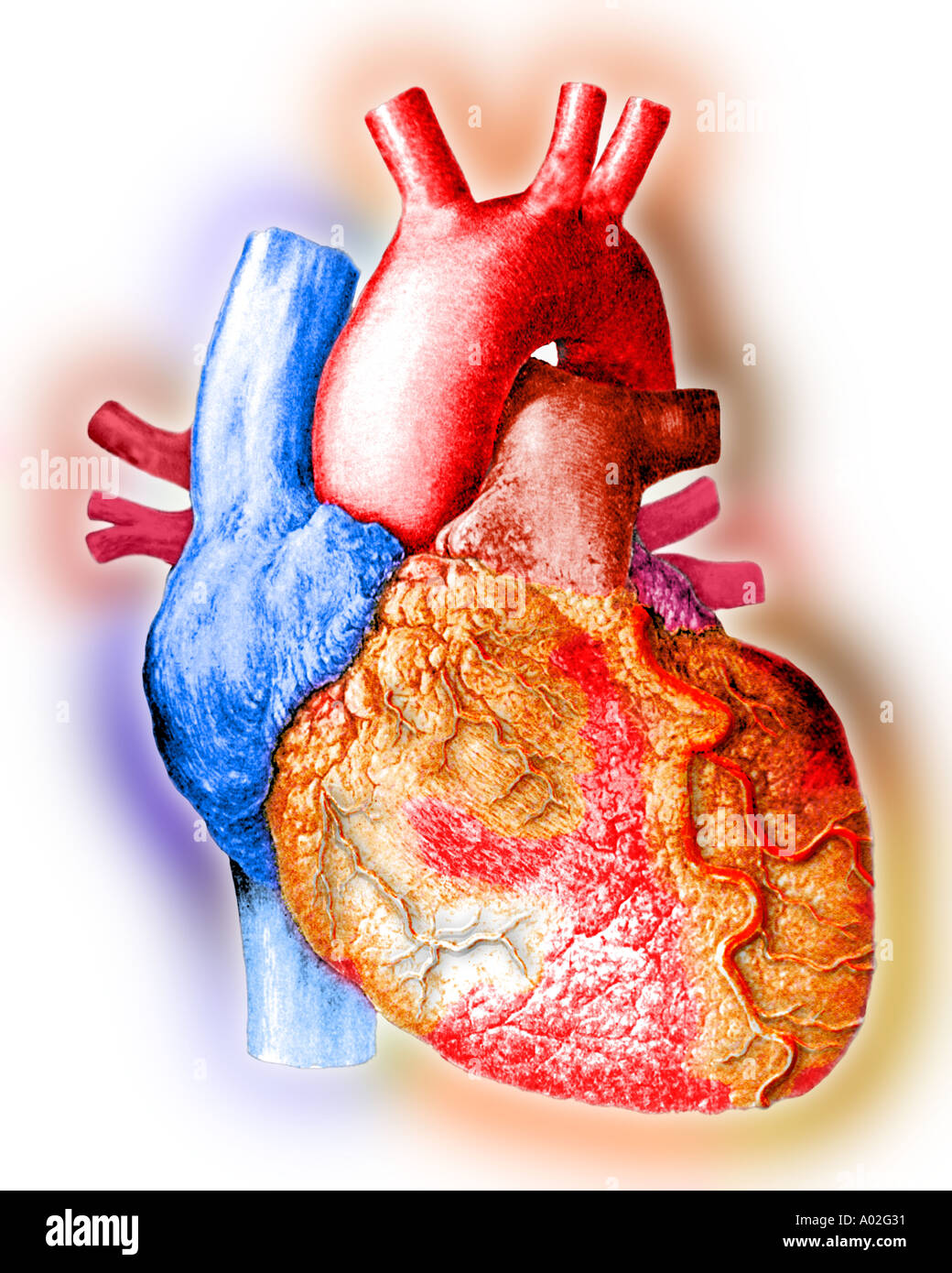 human heart illustration Stock Photo - Alamy