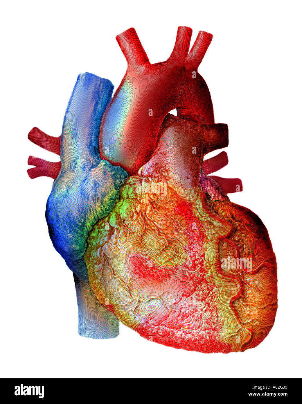 human heart illustration Stock Photo - Alamy