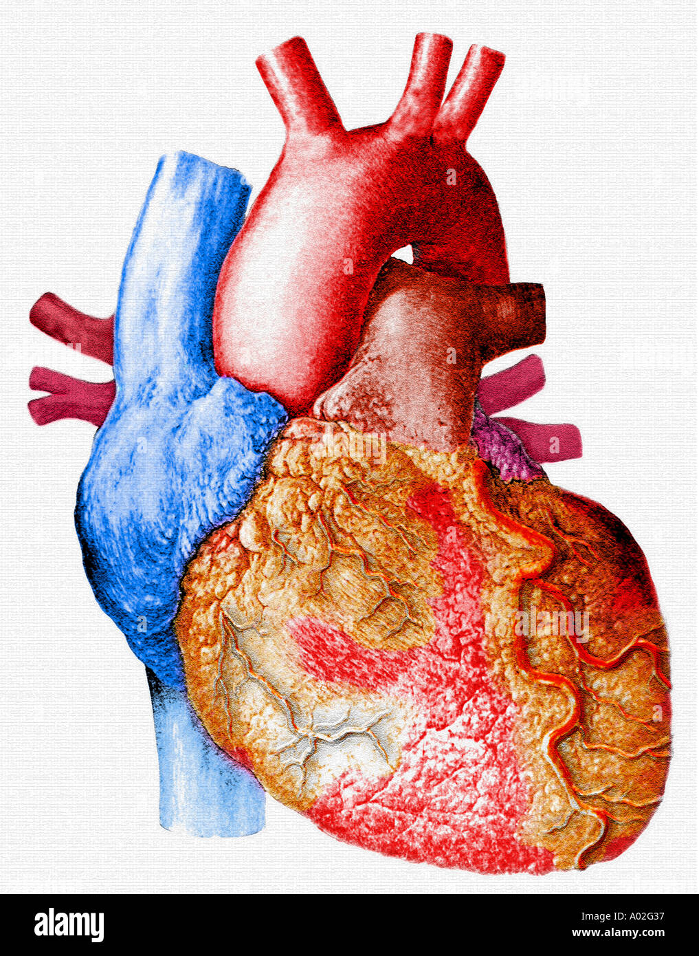 human heart illustration Stock Photo - Alamy