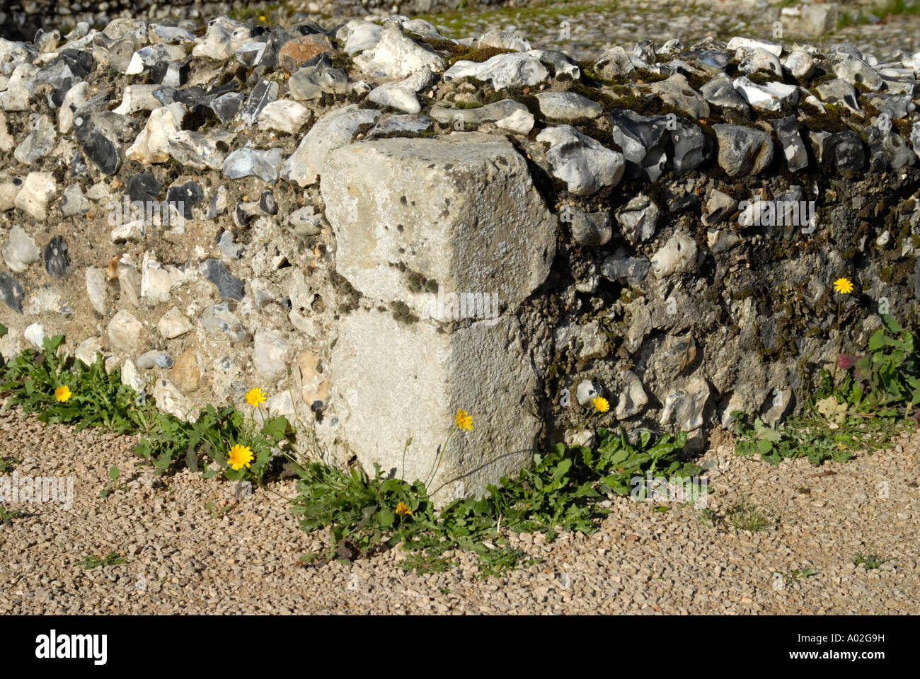 Cluniac Priory ruins Thetford Norfolk UK Stock Photo - Alamy