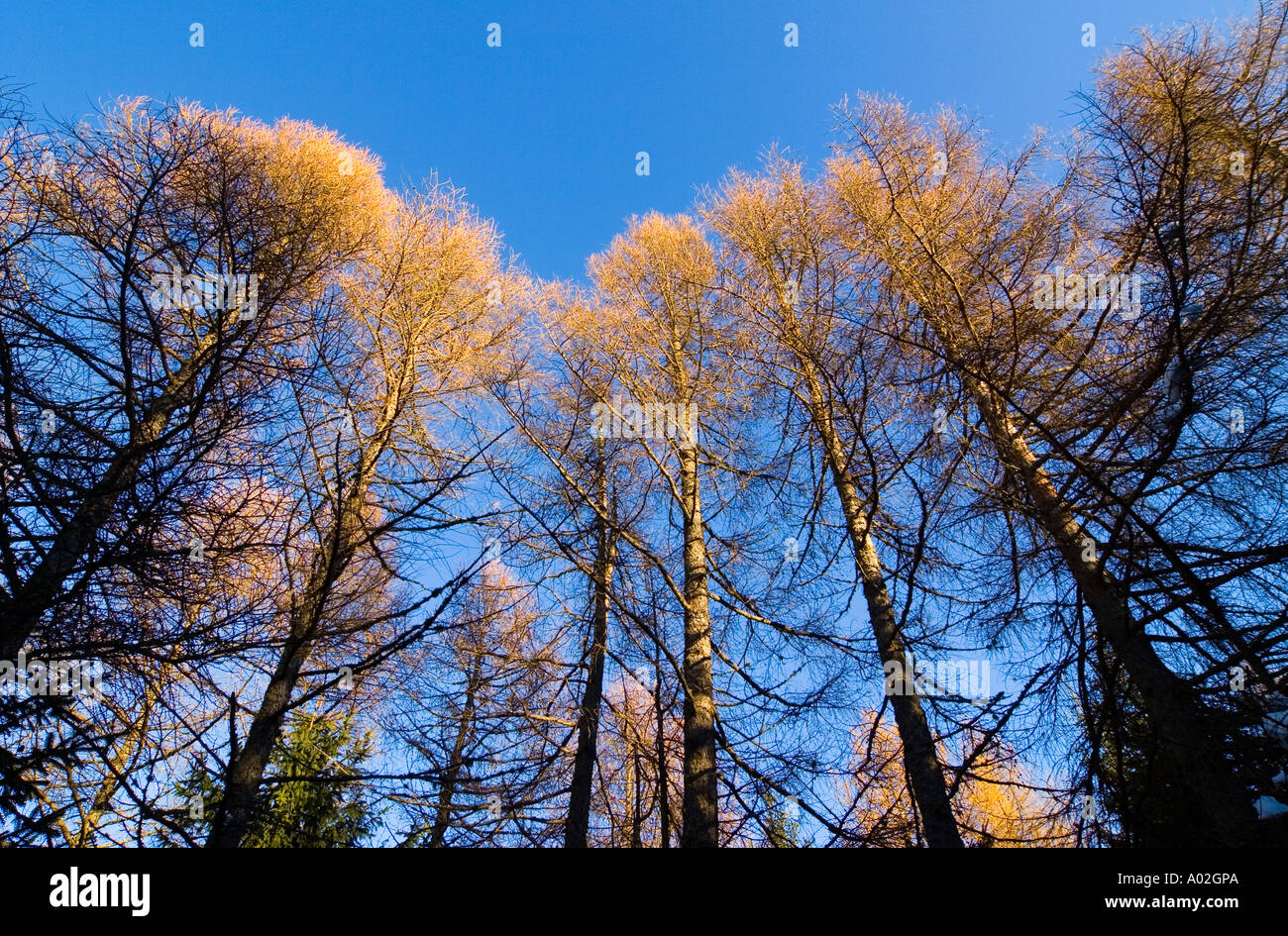 panorama lanscape Colors of the autumn Larch Trees with intense red ...