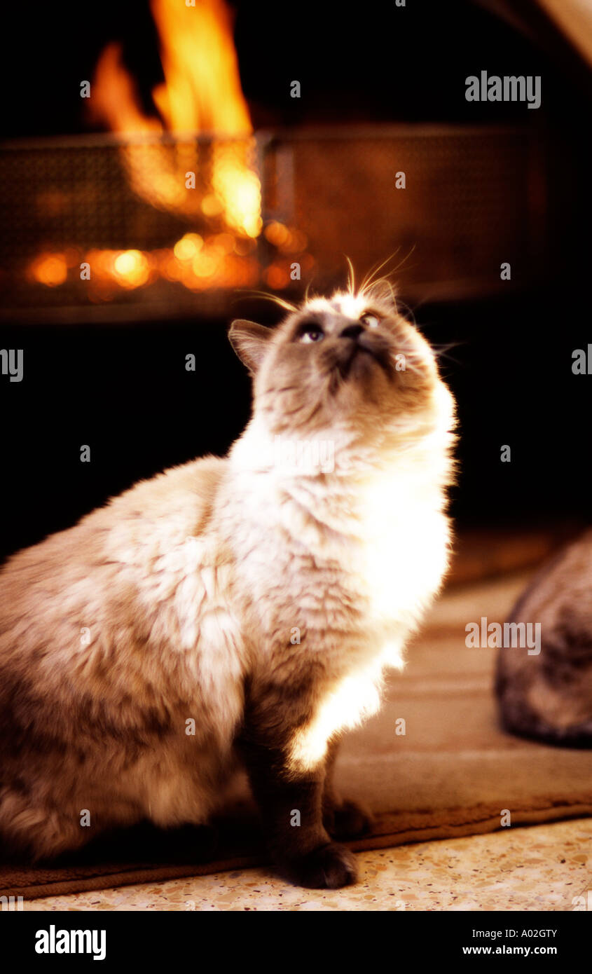 Grey cat home fireplace hi-res stock photography and images - Alamy